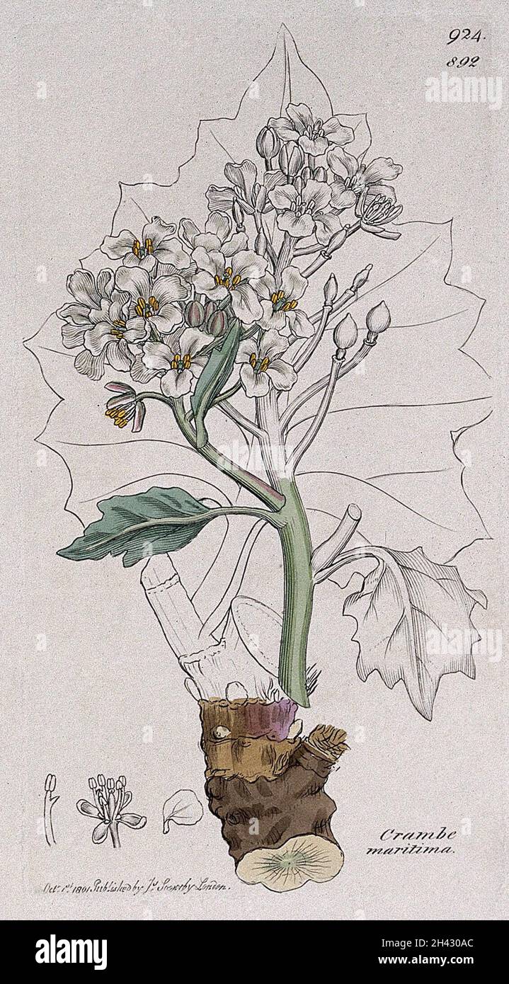 Sea kale (Crambe maritima): flowers, leafy stem and floral segments ...