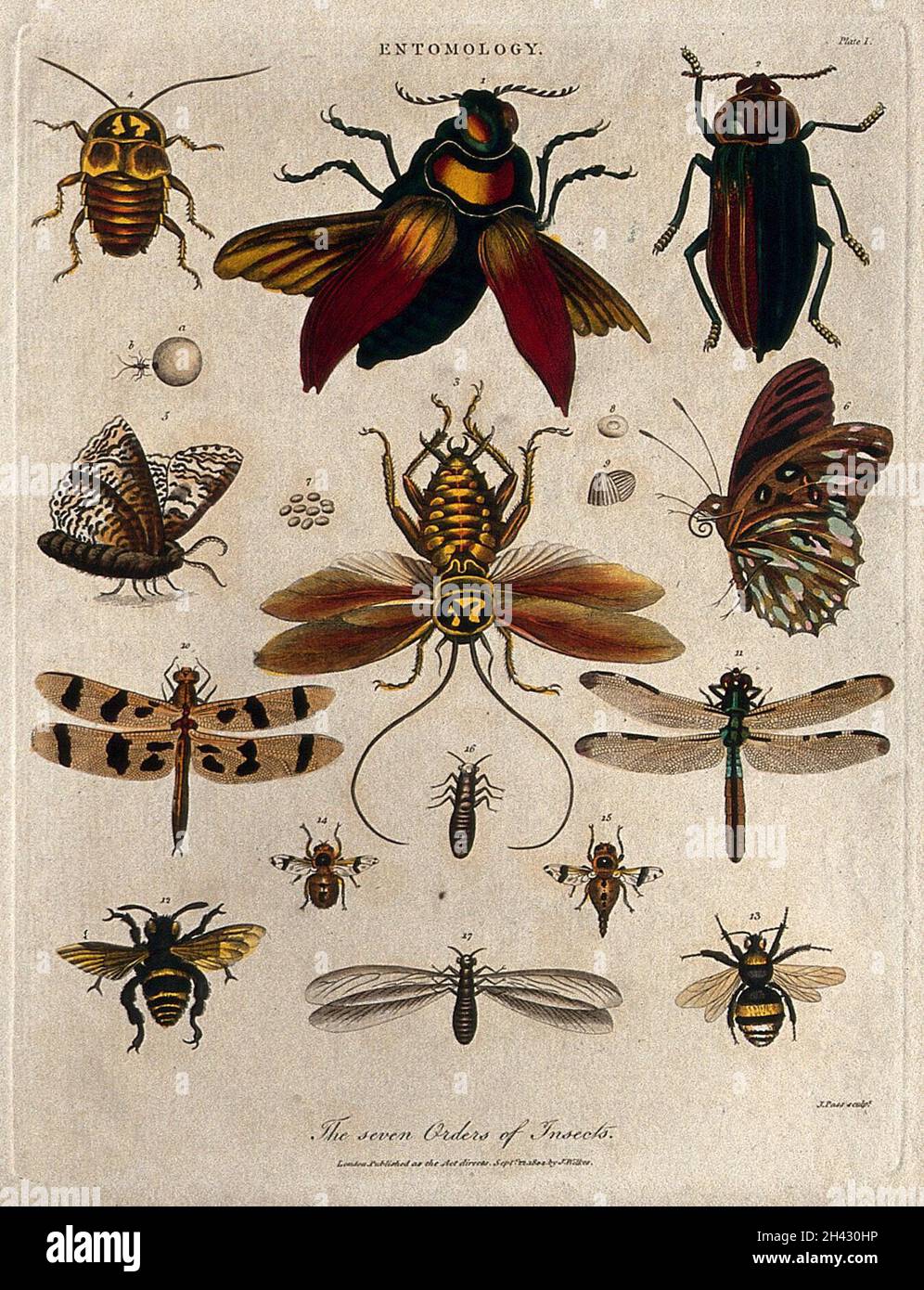Seven different types of insects including the bee, the butterfly and ...