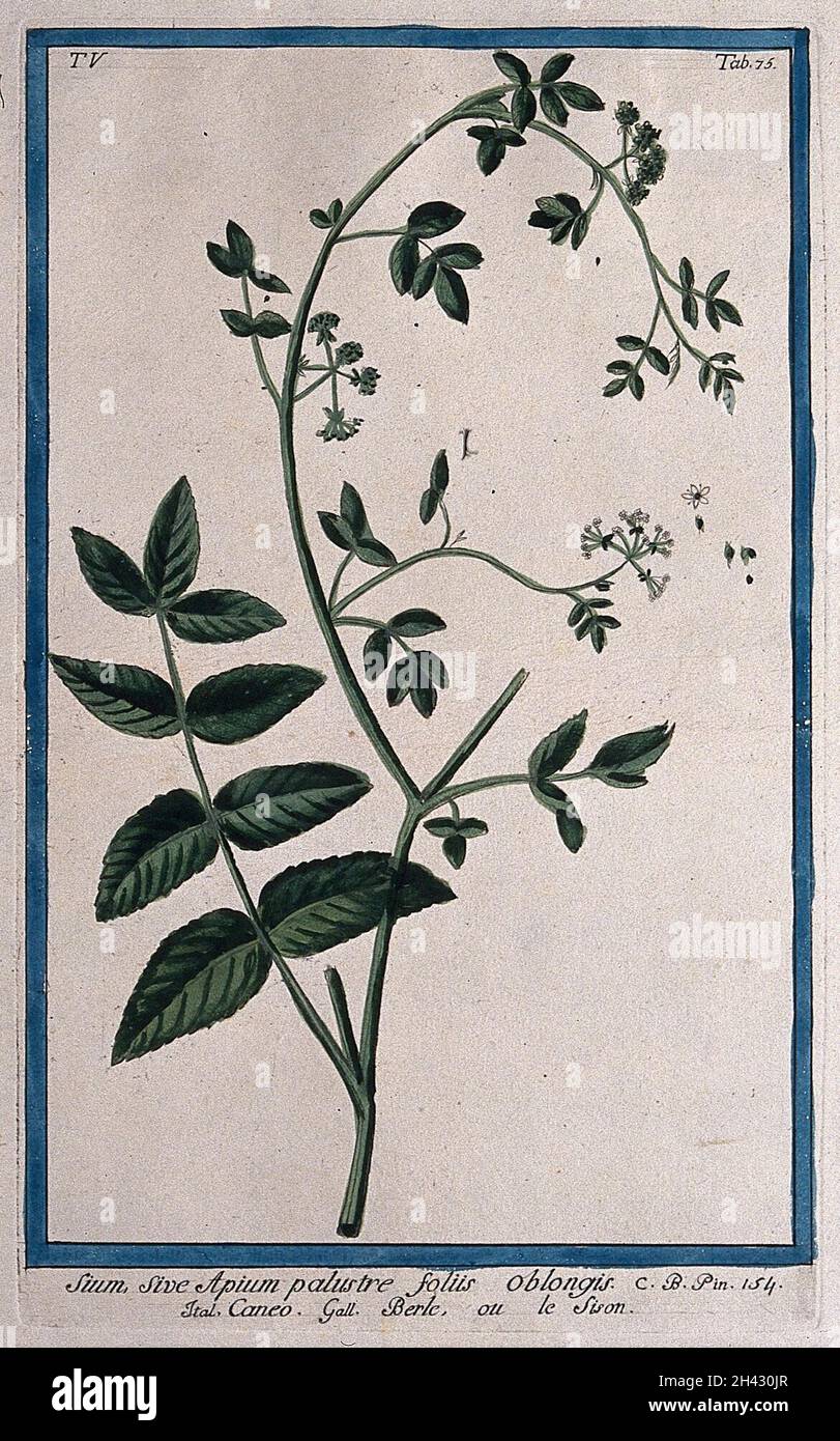 A plant (Apium sp.): flowering and seeding stem with separate flower ...