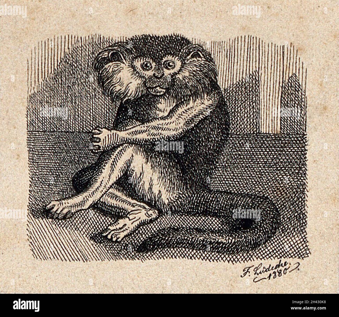 An ape sitting on the floor of its enclosure. Reproduction of an ...