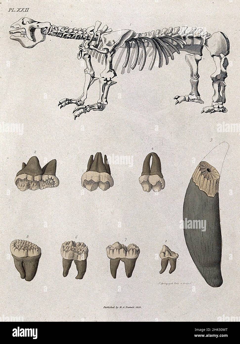 The skeleton of a mammal and some of its molars and fangs. Coloured ...