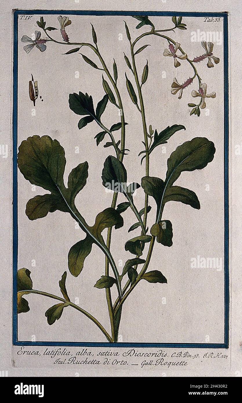 Garden rocket (Eruca vesicaria (L.) Cav. subsp. sativa (Miller) Thell ...