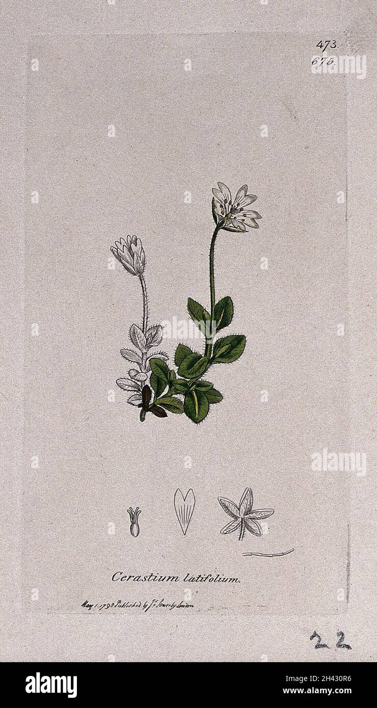 Mouse-ear (Cerastium latifolium): flowering stem and floral segments ...