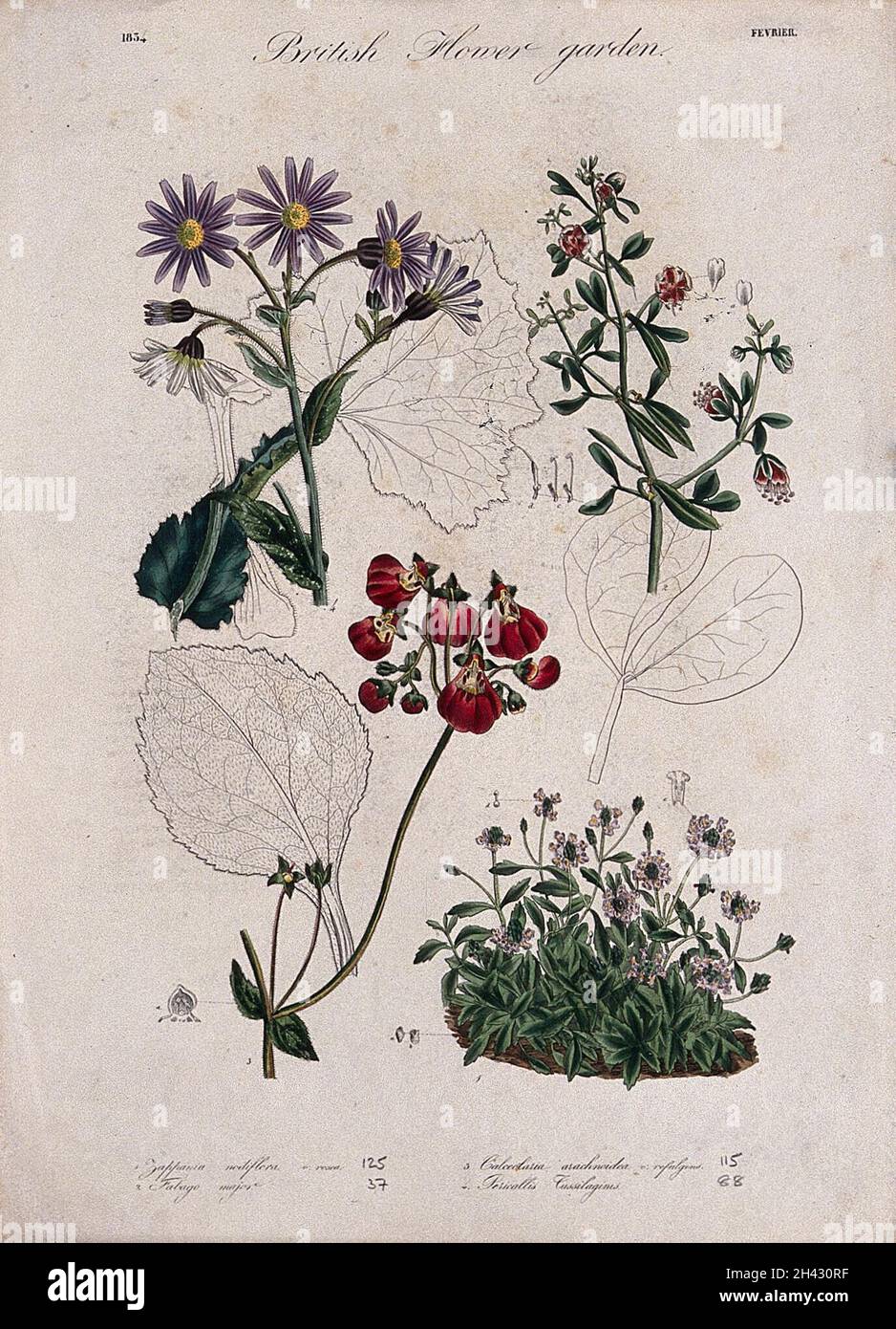 Four British garden plants: flowering stems and floral segments ...