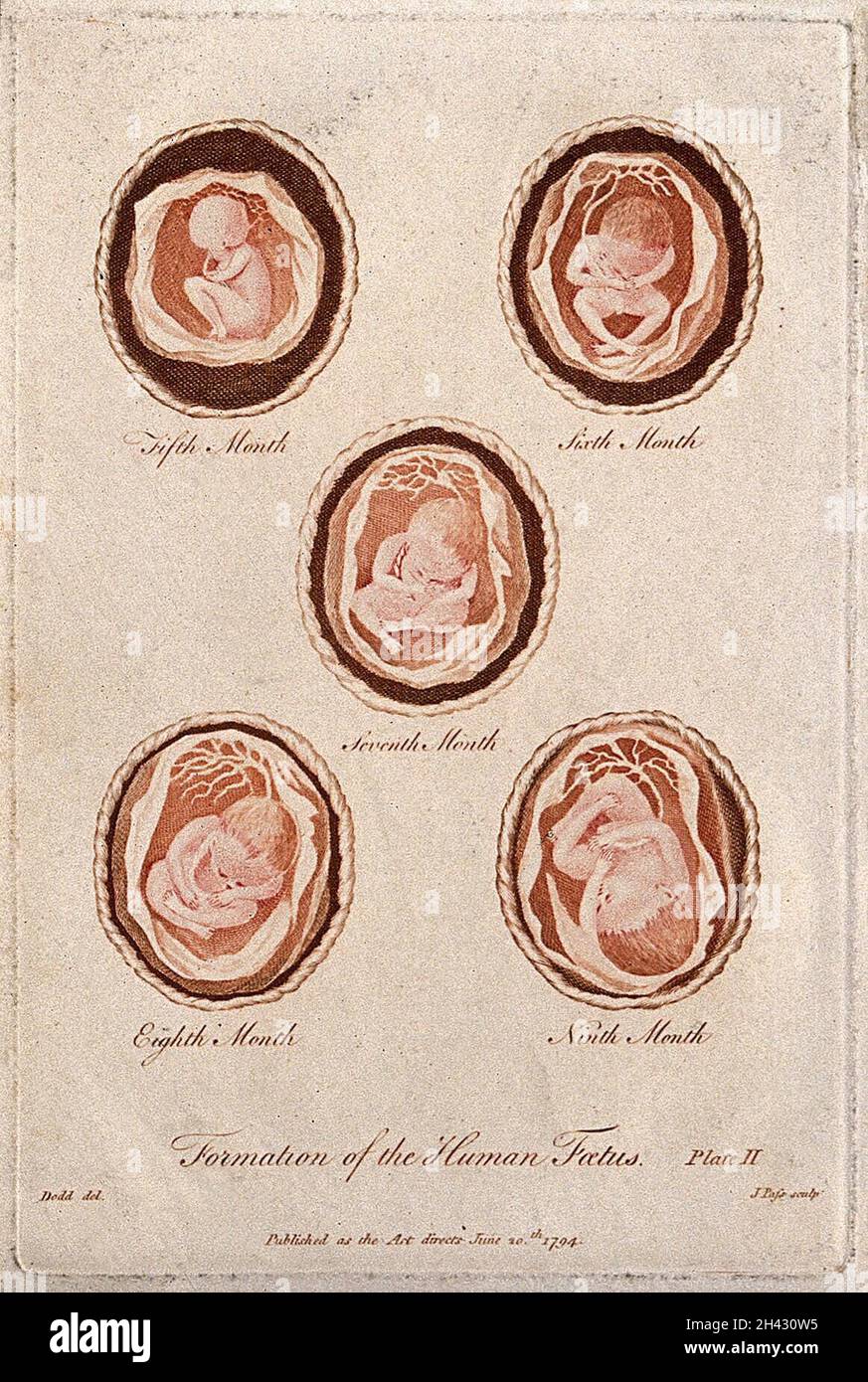Formation of the human foetus: five figures, showing the development ...