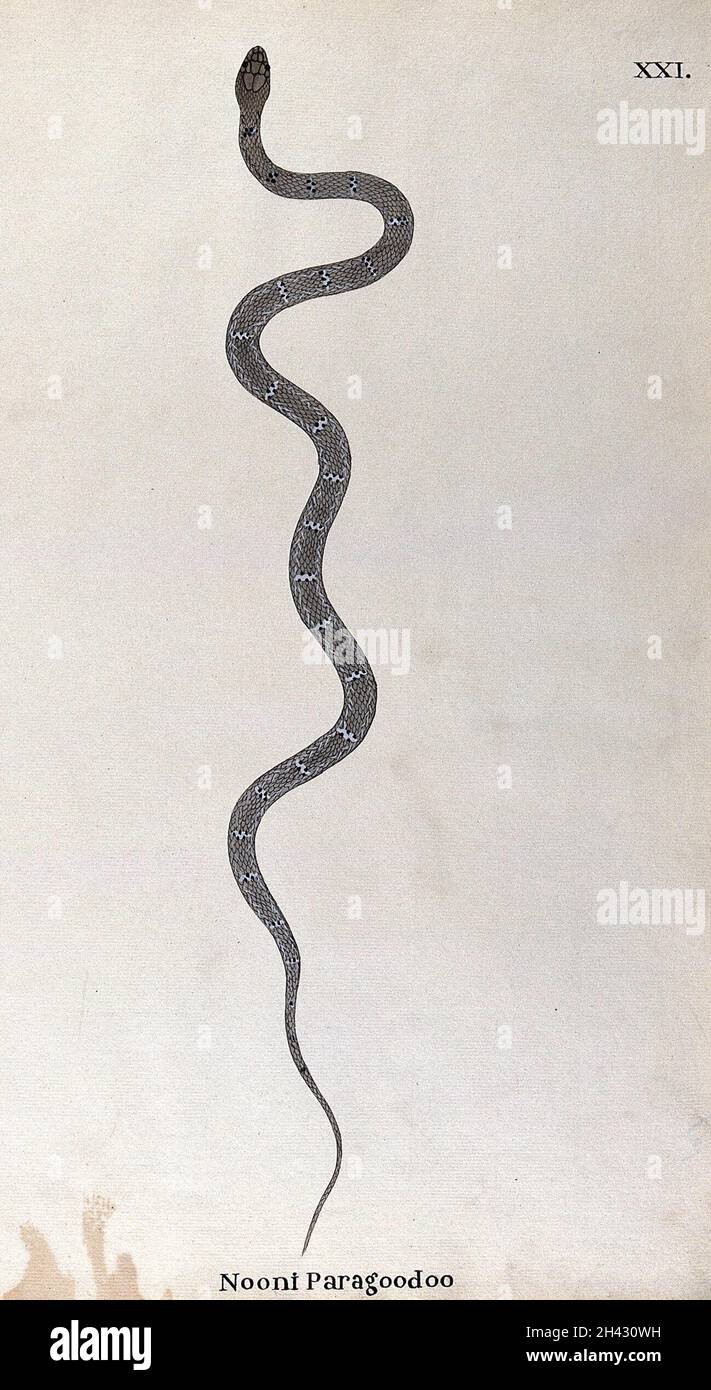 A snake, (bungarus caeruleus?) slender and pale grey in colour, with ...