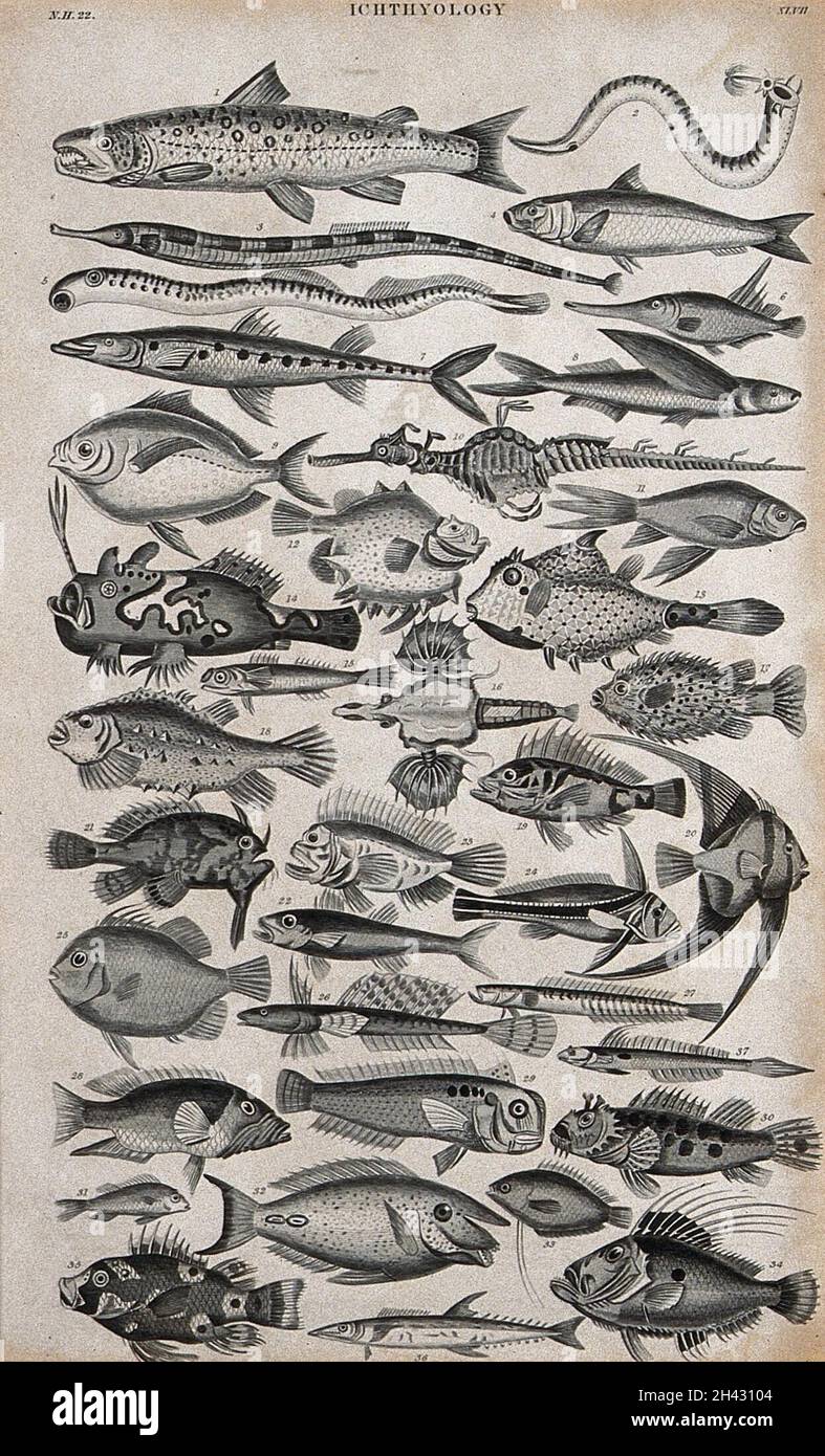 Thirty four types of fish. Engraving by R. Scott after T. Brown Stock ...