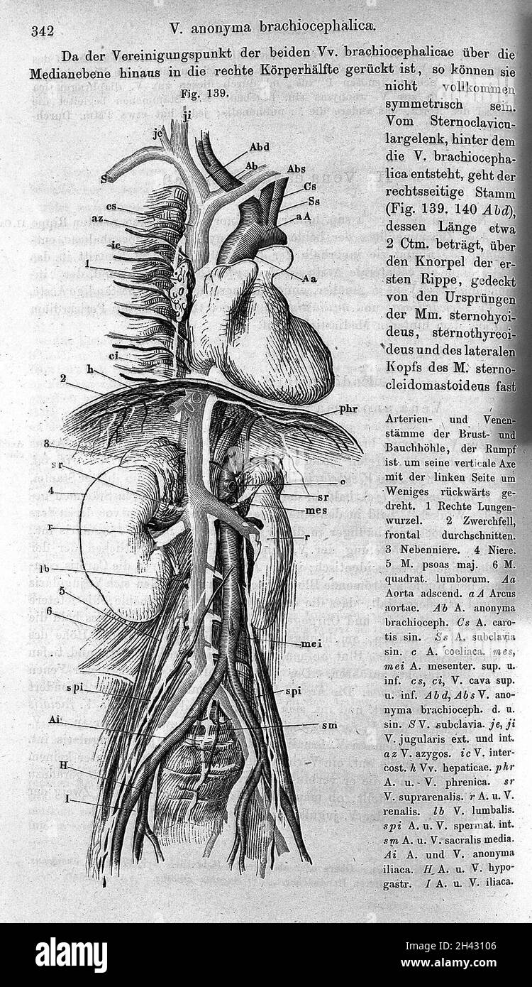 Henle hi-res stock photography and images - Alamy