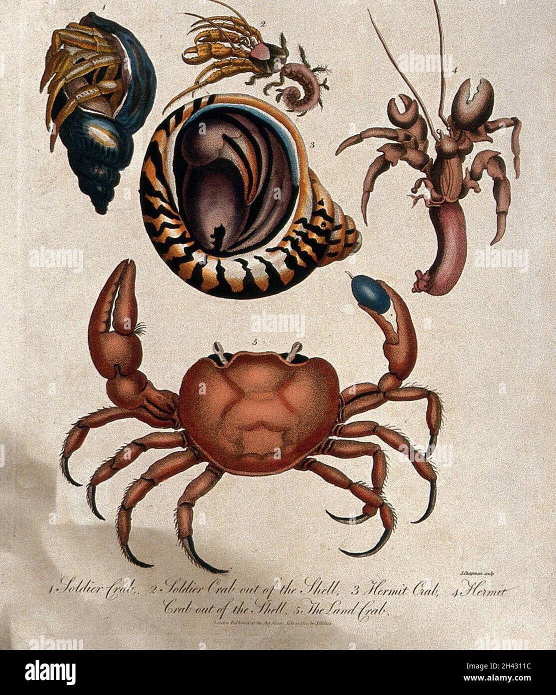 Top left, soldier crab; top centre, soldier crab out of its shell ...