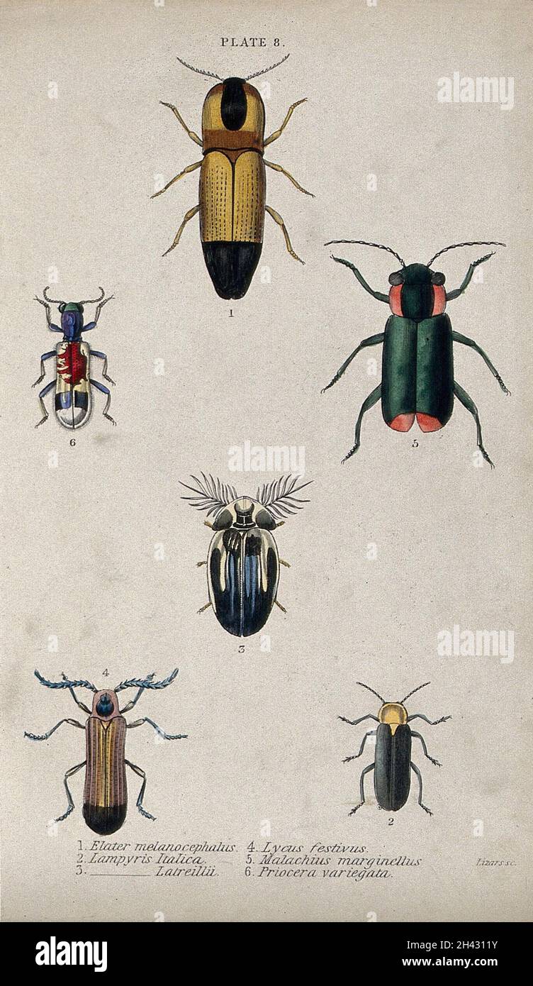 Lizars anatomy hi-res stock photography and images - Alamy