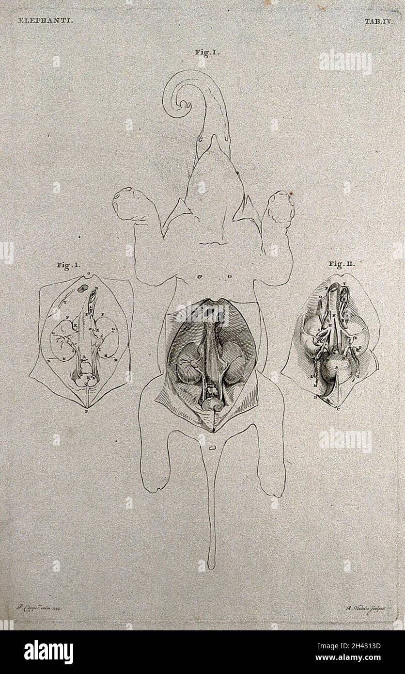 An elephant, with its abdomen dissected, seen from below: three figures ...