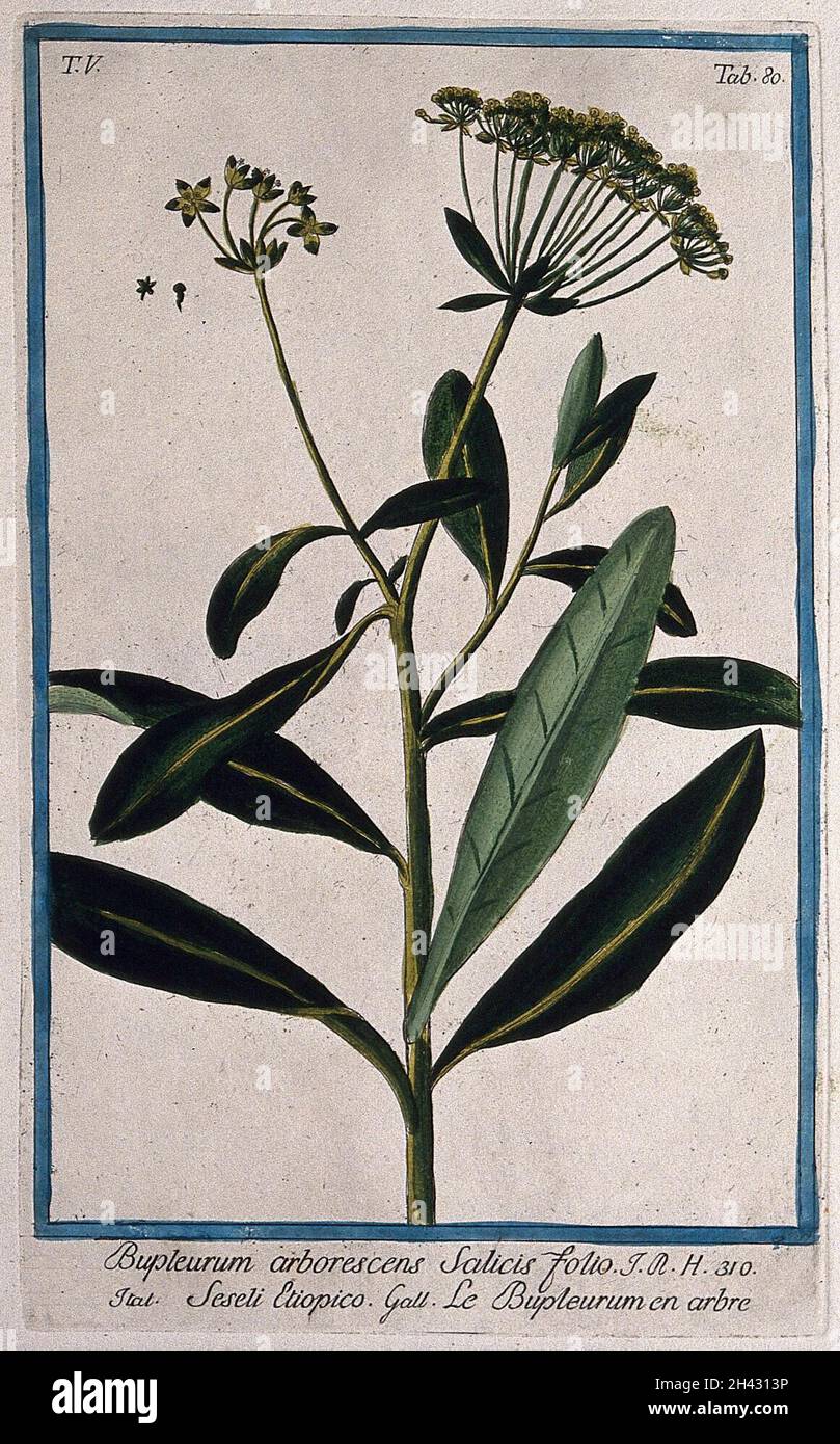 Bupleurum arborescens: flowering and fruiting stem with separate flower ...