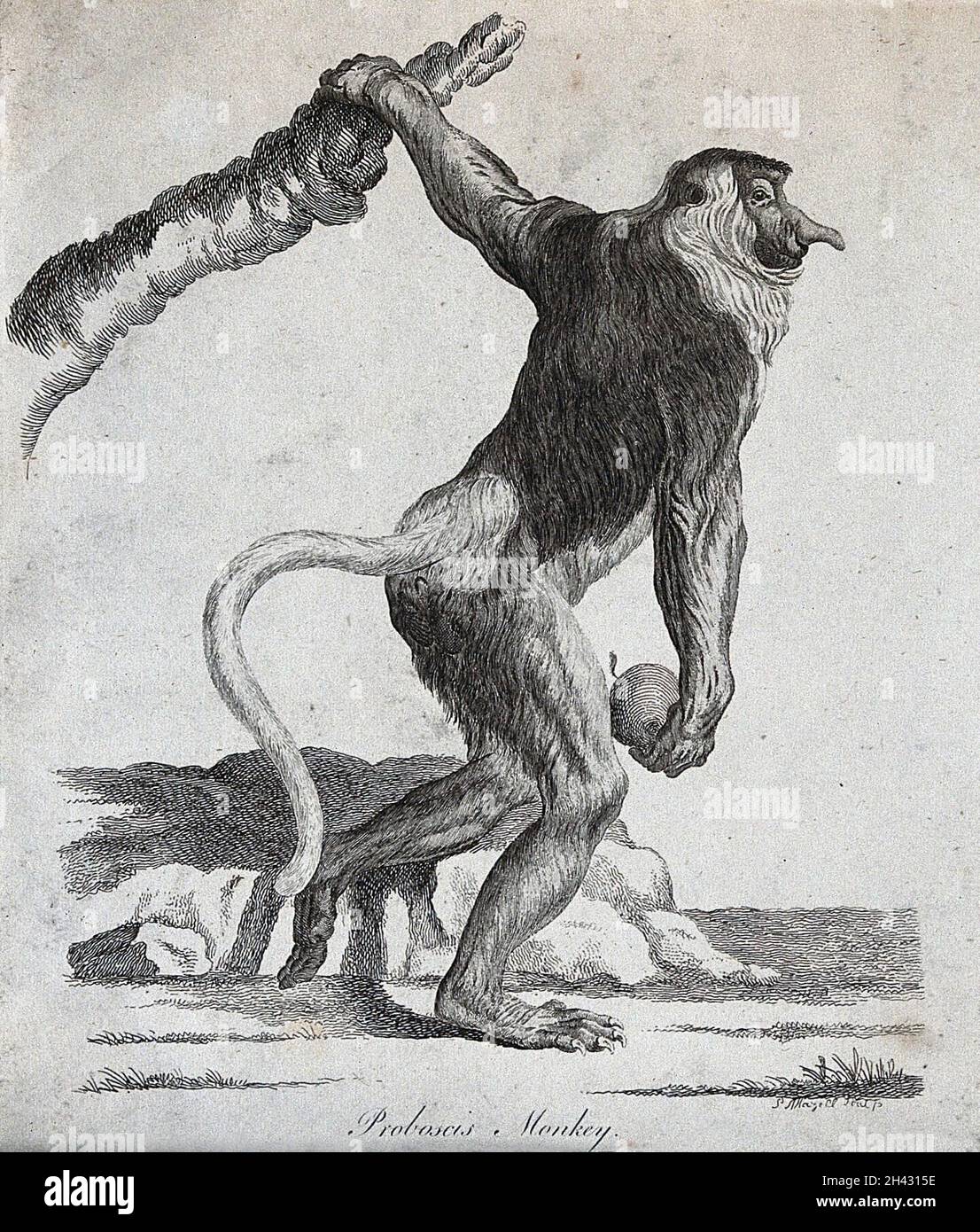 A Proboscis monkey holding on to a tree with its left arm while ...