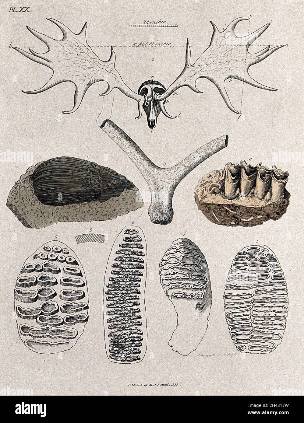 The skeletal remains of a stag's antlers and cross-sections of its ...