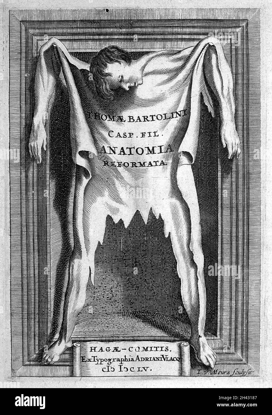 Human skin hanging in frame Stock Photo - Alamy