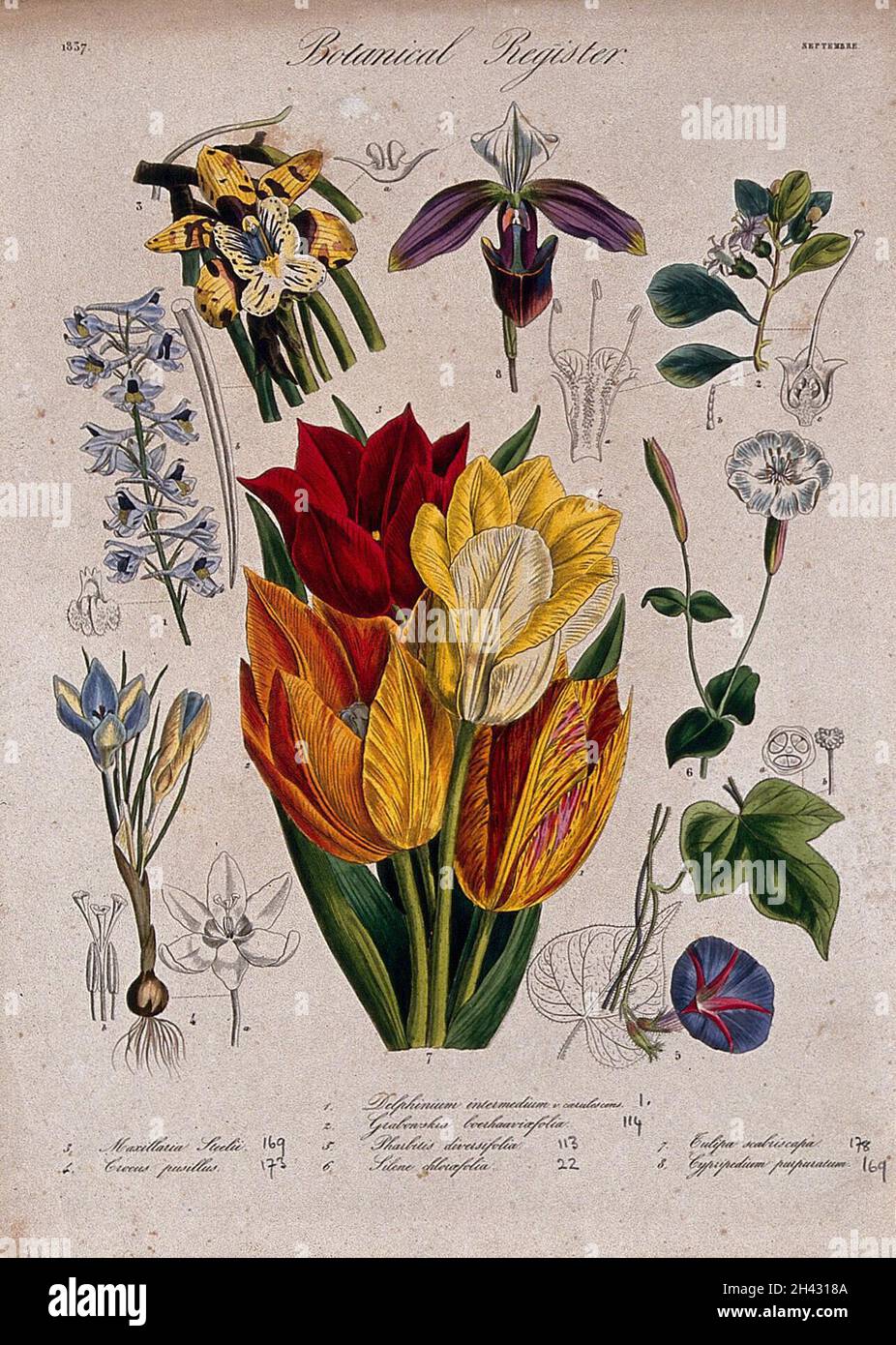 Eight plants, including two orchids, a crocus and some tulips ...