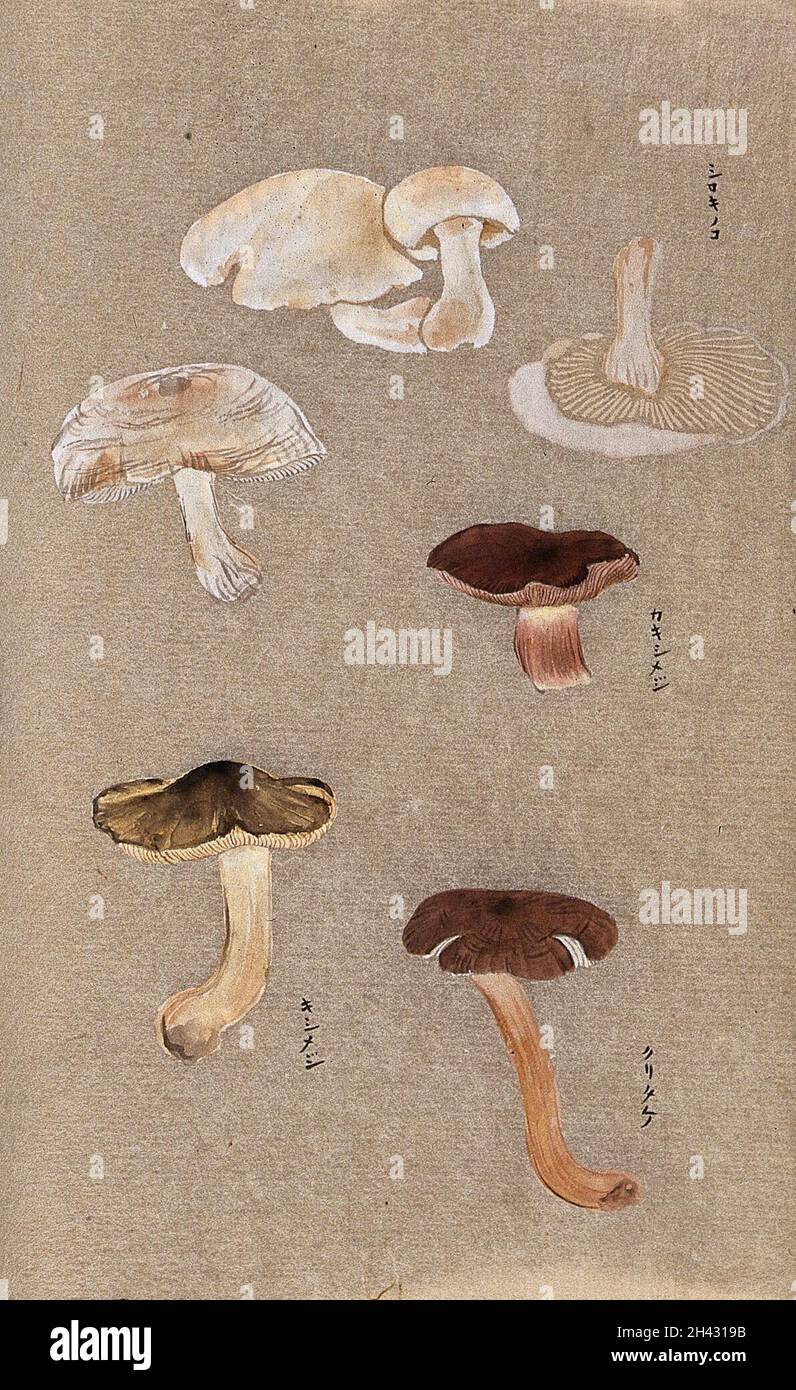 Four types of fungi, including possible Agaricus and Russula species ...
