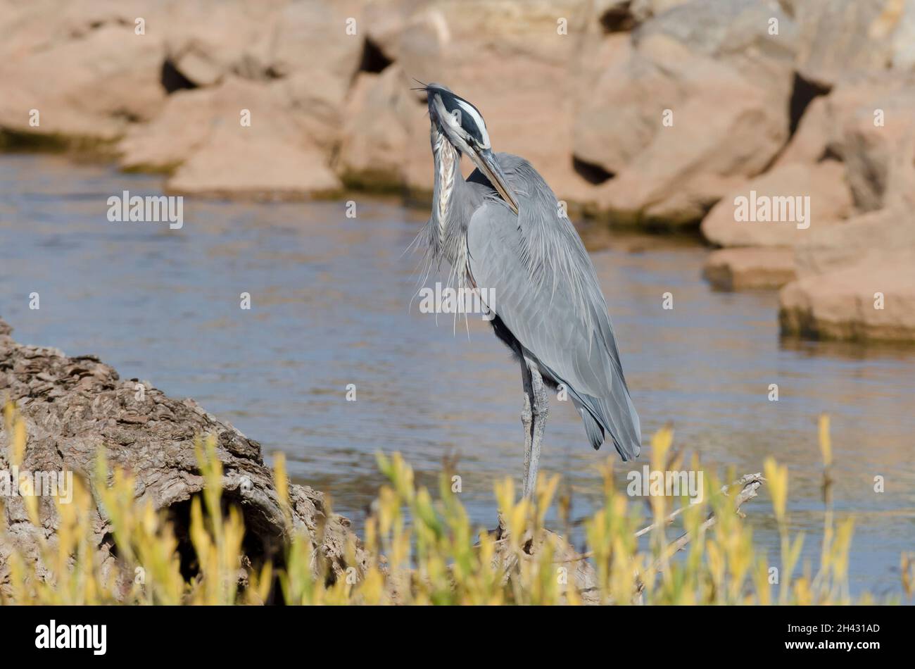 Preening heron hi-res stock photography and images - Alamy