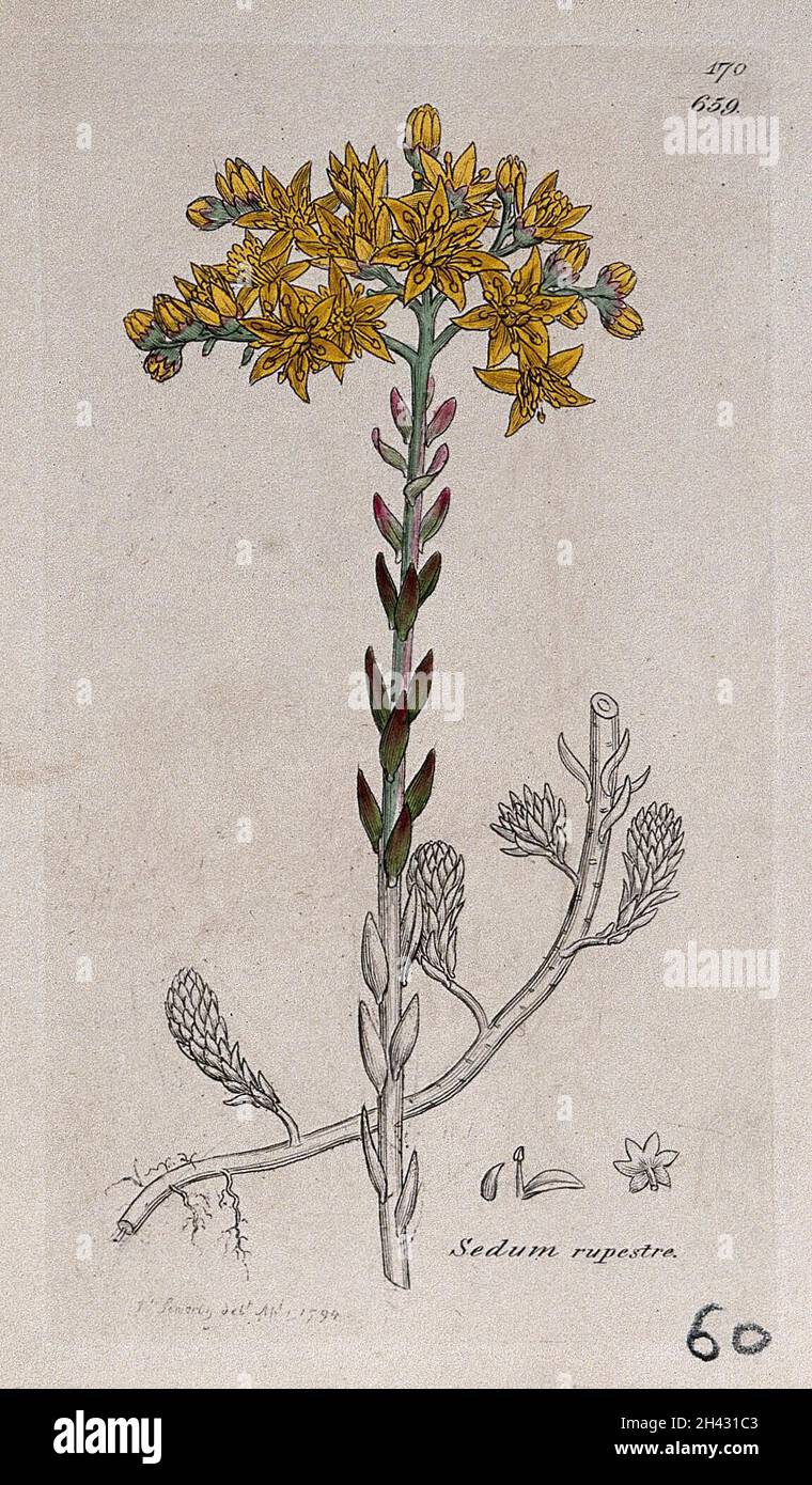 Stonecrop (Sedum rupestre): flowering plant and floral segments ...