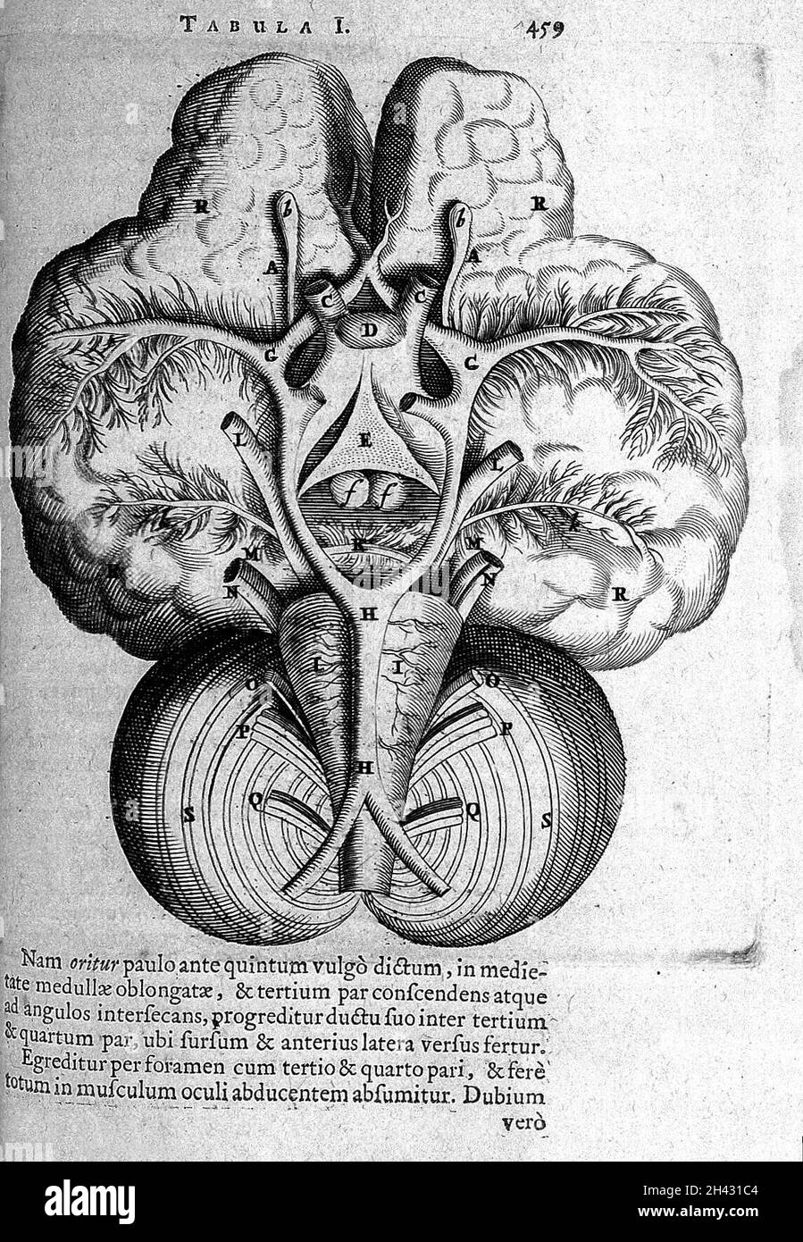 T. Bartholin, origo nervorum/cerebro inveno Stock Photo - Alamy