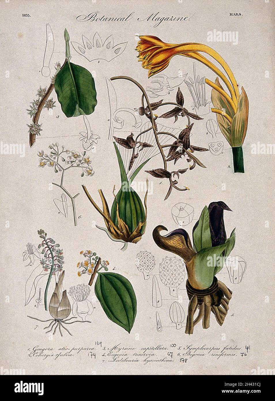 Seven British garden plants: flowering stems and some floral segments ...