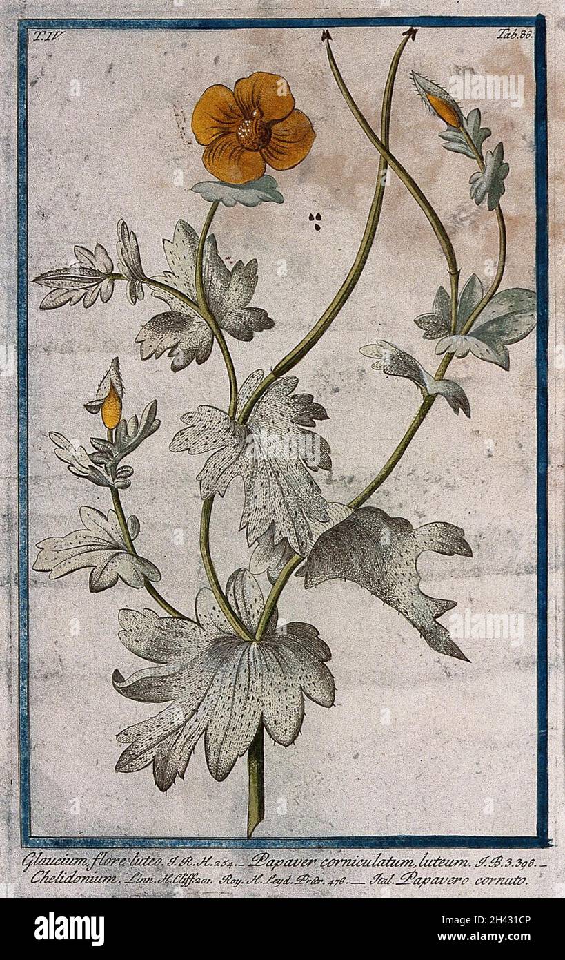 Yellow horned poppy (Glaucium flavum Crantz.): entire flowering and ...