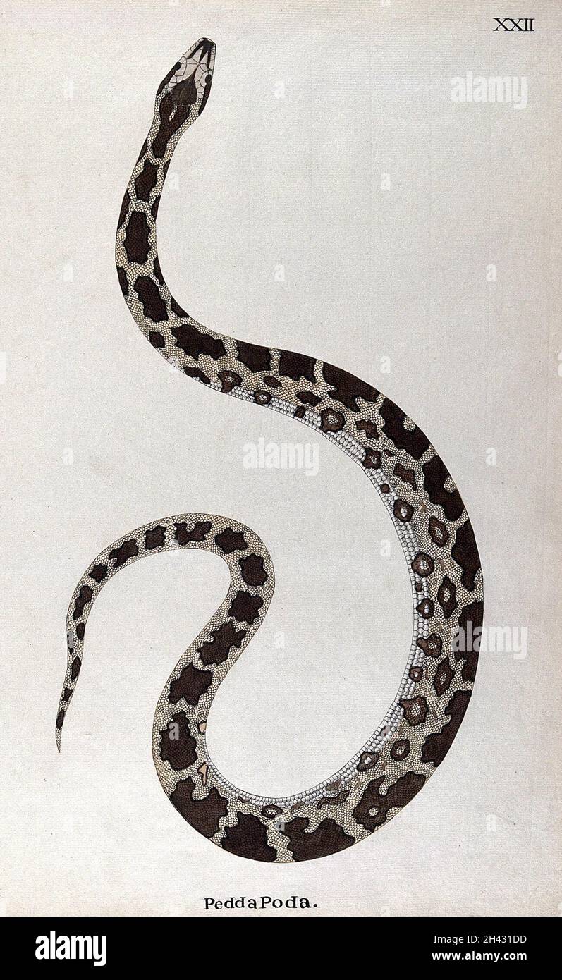 Dark underbelly hi-res stock photography and images - Alamy