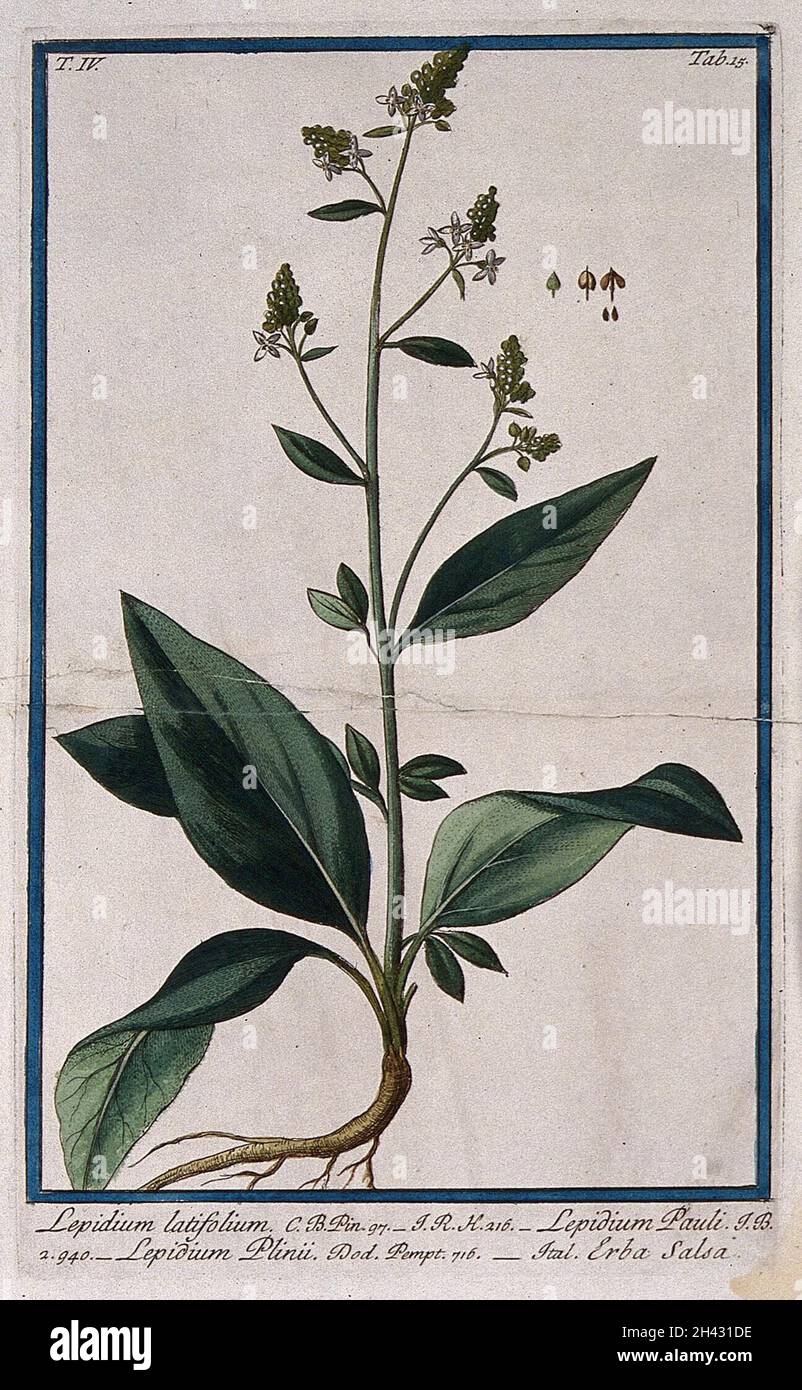 Dittander (Lepidium latifolium L.): flowering and fruiting stem with ...