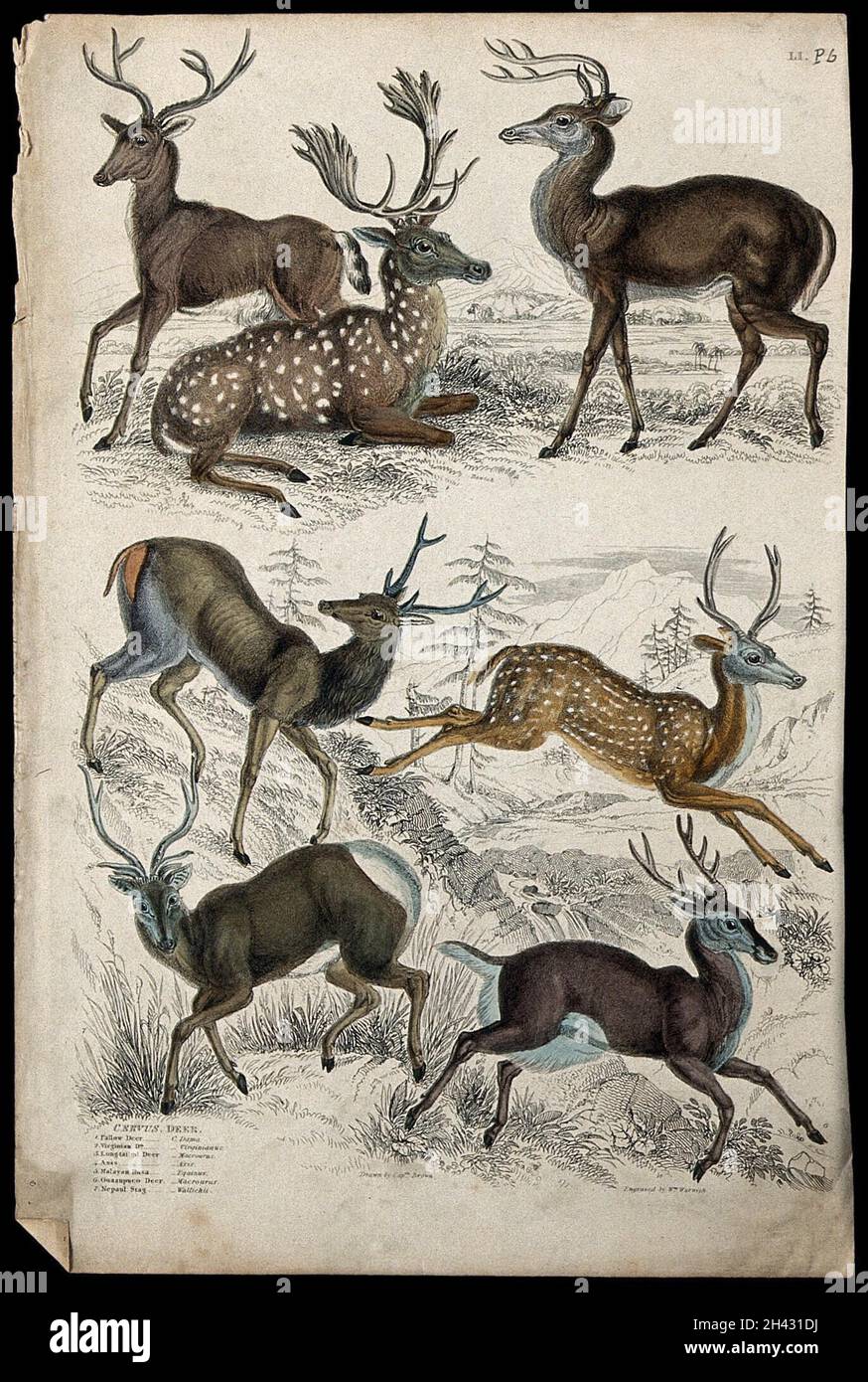 Seven different specimen of the family Cervidae (deer), showing the ...