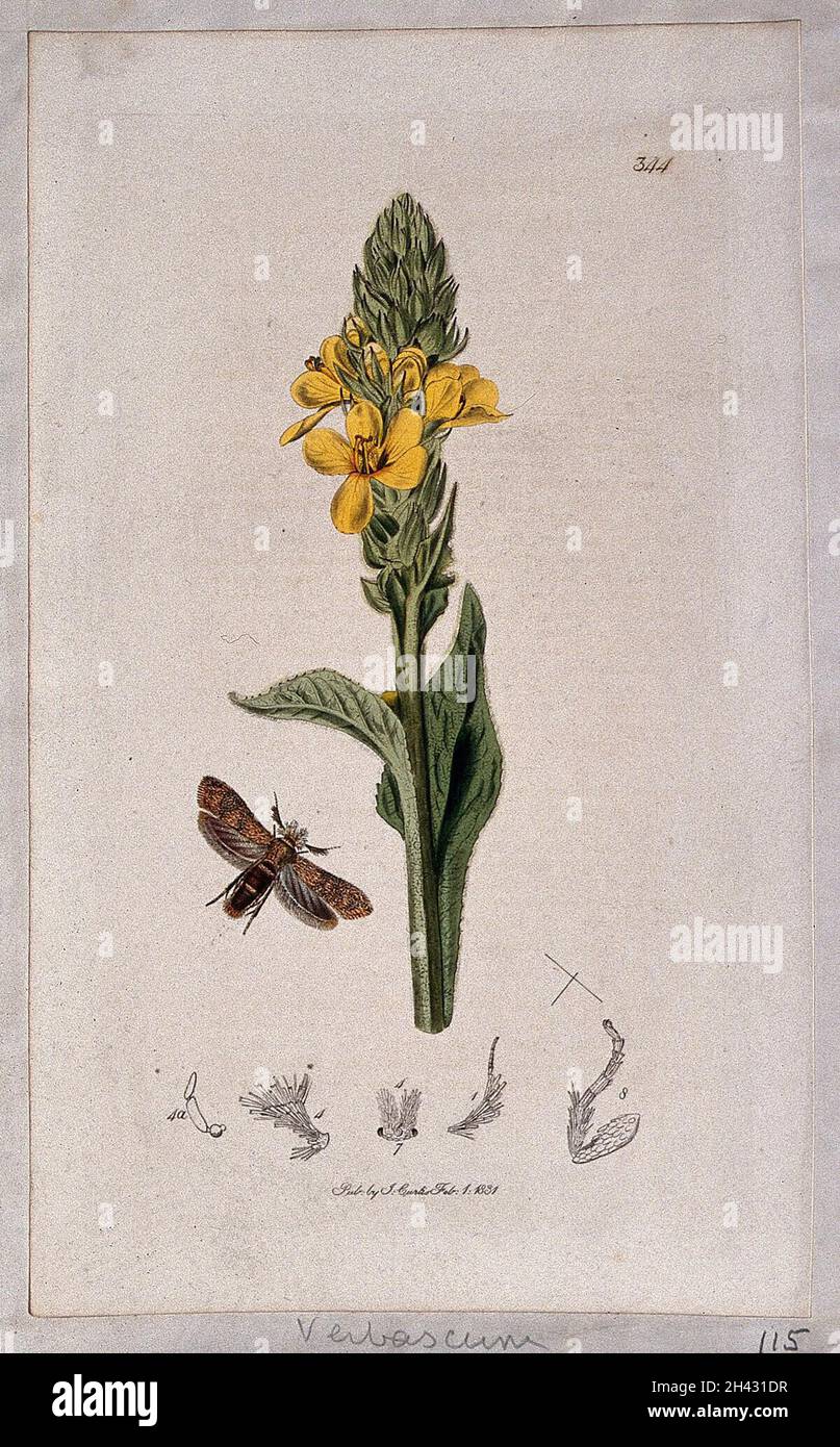 Common mullein (Verbascum thapsus) with an associated moth and its ...