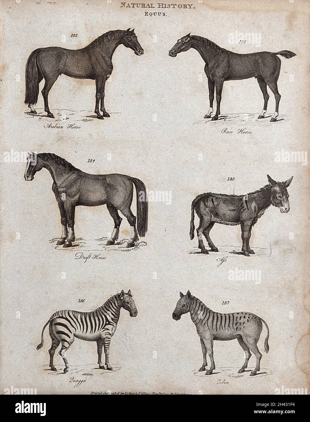 Above, an arabian horse, a race horse, a draft horse and an ass; below ...