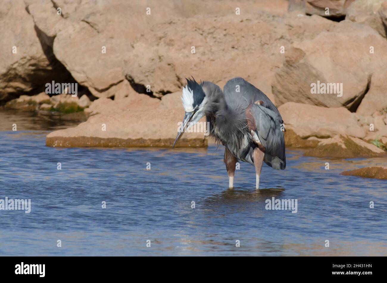 Great Blue Heron, Ardea herodias, fluffing feathers, with nictitating ...