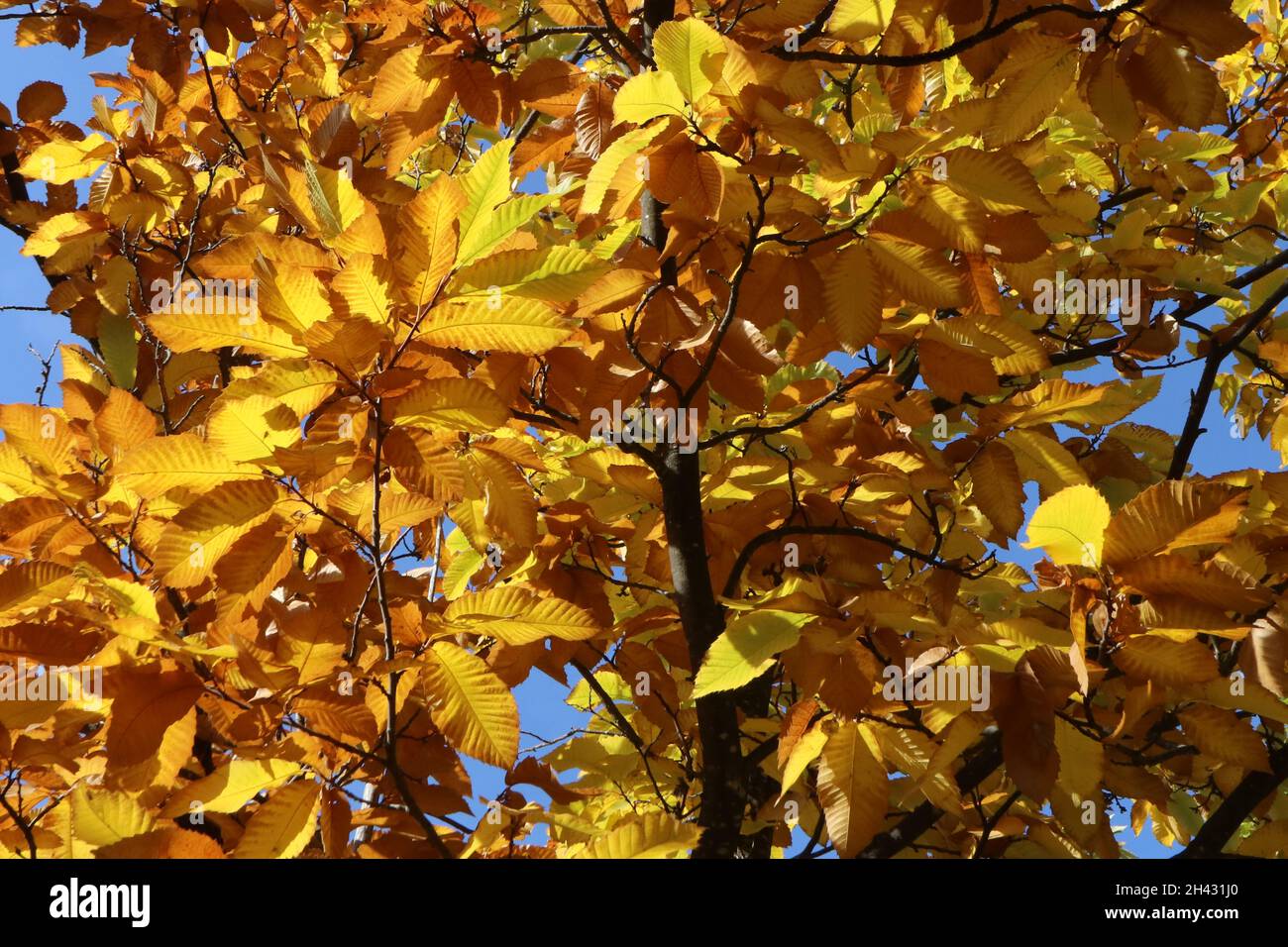 Autumn tree detail with yellow leaves, italian apennine landscape, fall ...