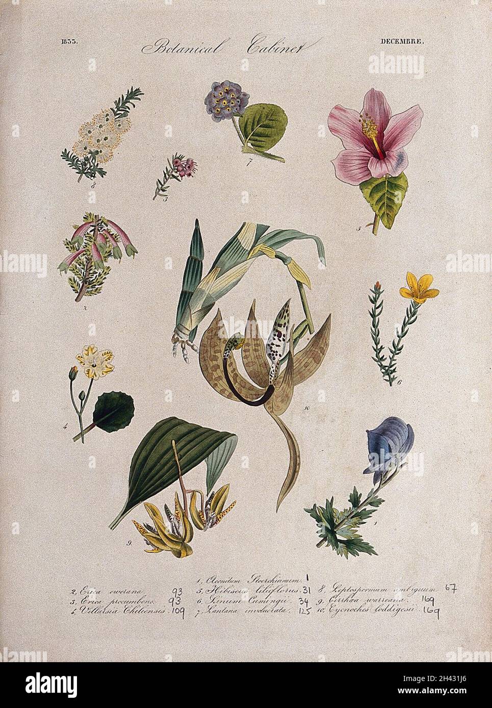 Ten flowering plants, including two orchids and an Hibiscus species ...