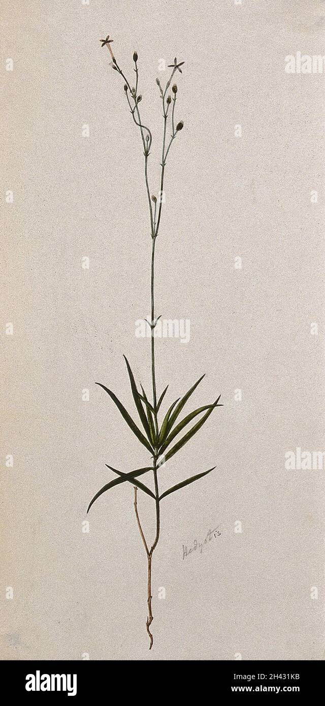 An Hedyotis plant: flowering stem and root. Watercolour Stock Photo - Alamy