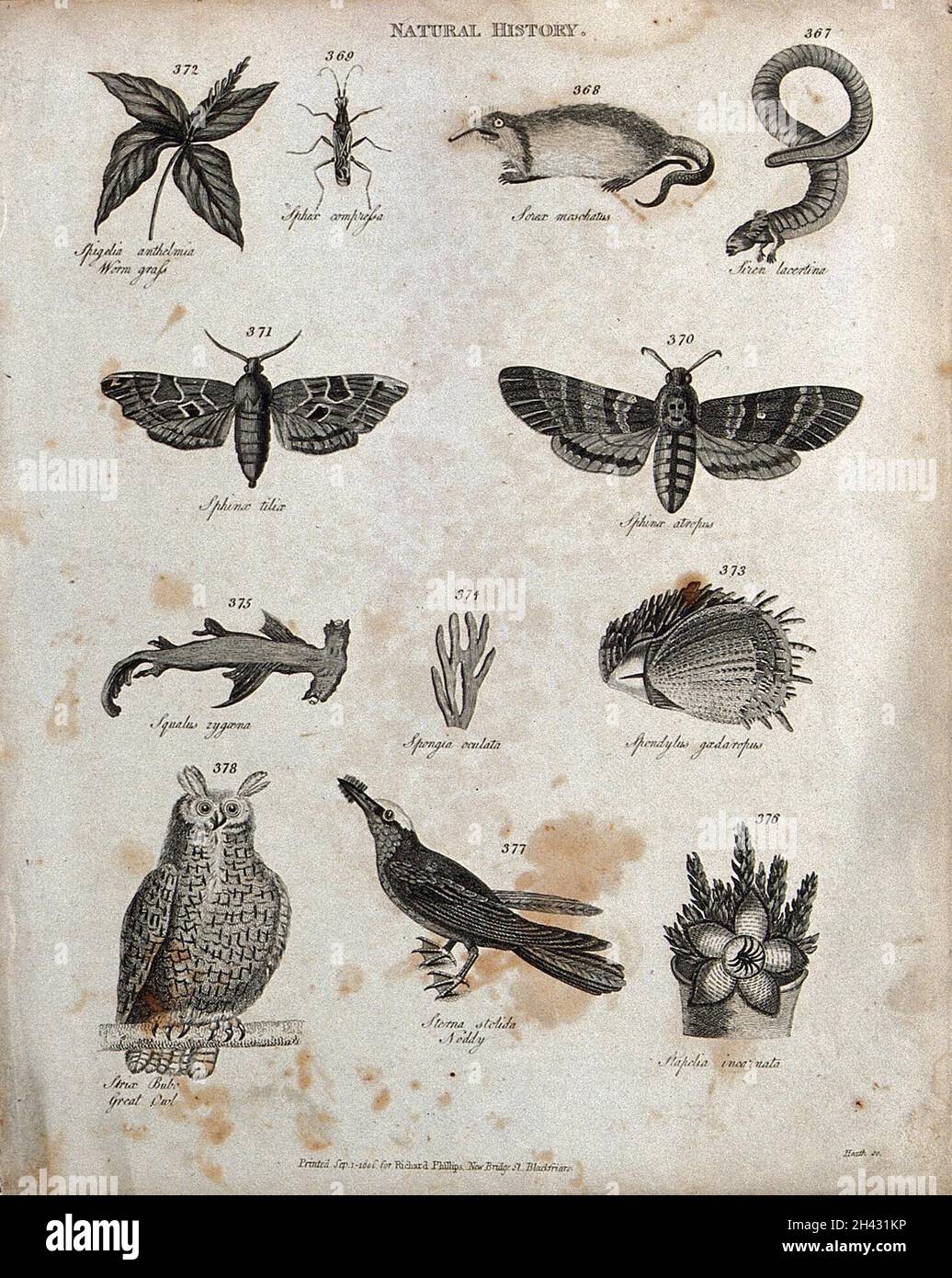 Above, an insect, a musk rat, a siren (eel-shaped taile amphibian), and ...