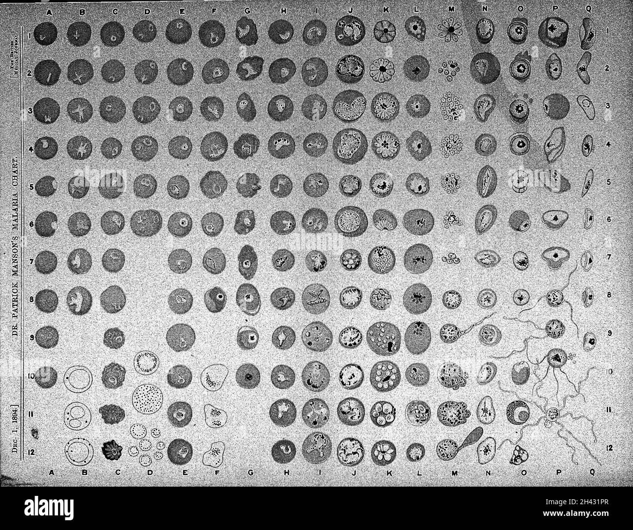 Dr Patrick Manson's Malaria Chart from the British Medical Journal, 1 ...