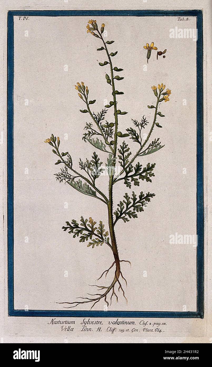 Vella annua: entire flowering and fruiting plant with separate sections ...