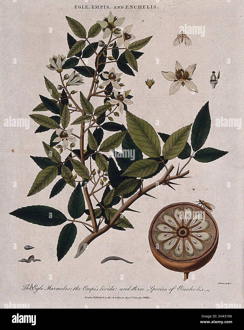 A bael tree (Aegle marmelos) with sectioned fruit, a dancefly (Empis ...