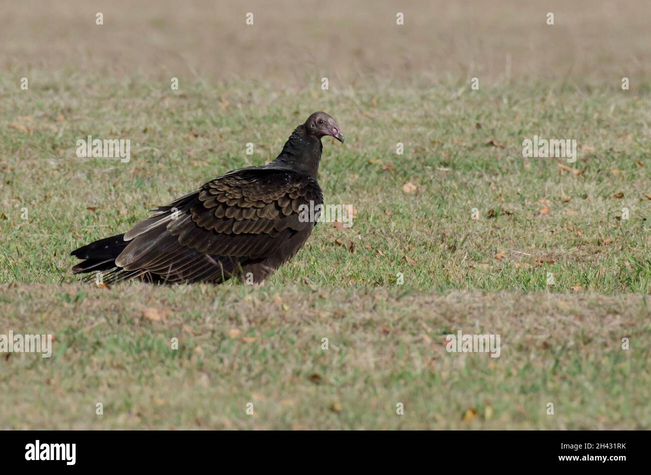 Immature turkey vulture hi-res stock photography and images - Alamy