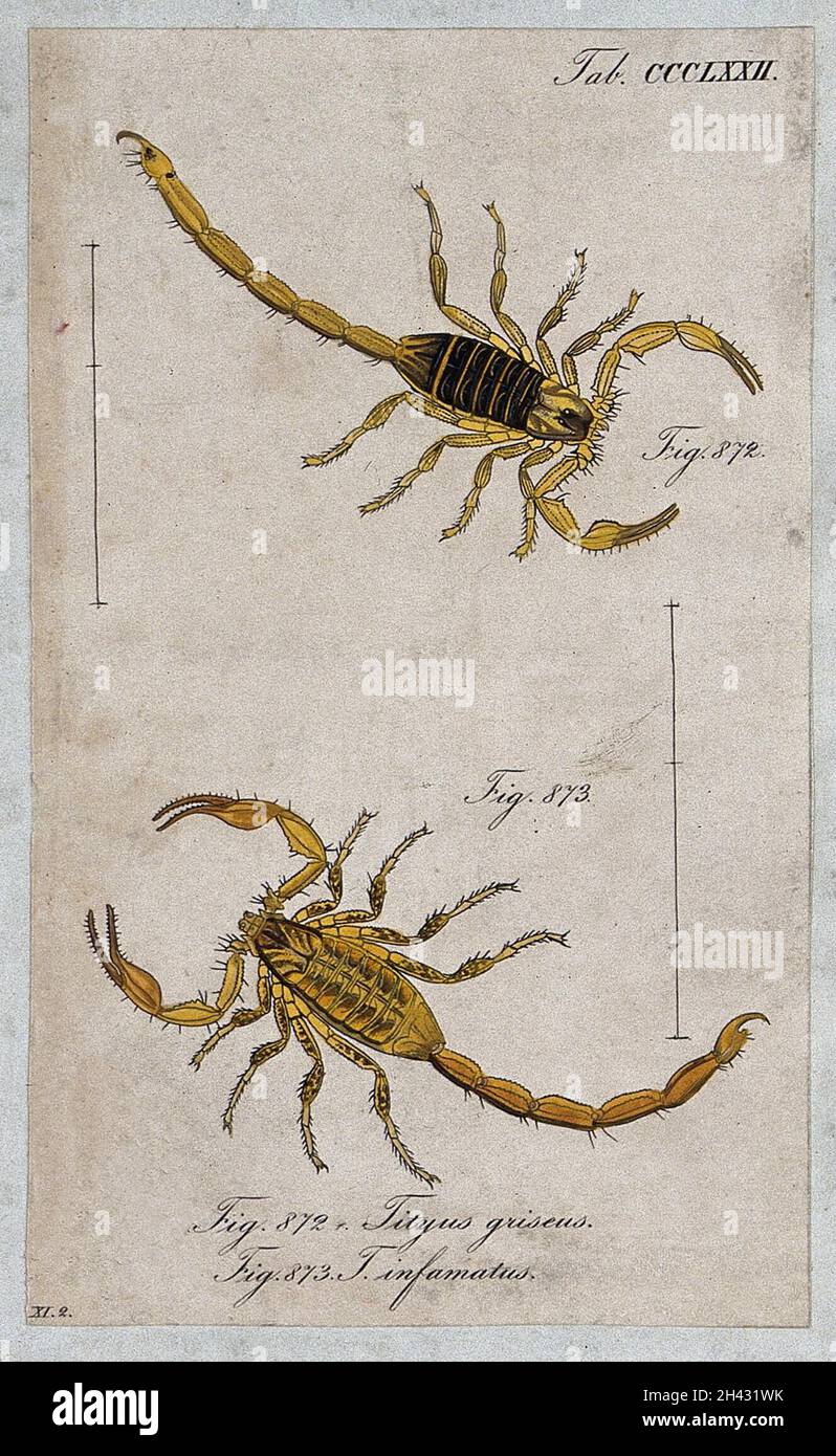 Two scorpions: Tityus griseus and Tityus infamatus. Coloured engraving ...