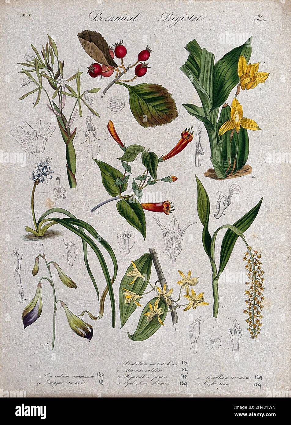 Eight plants, including five orchids: flowering stems. Coloured etching ...