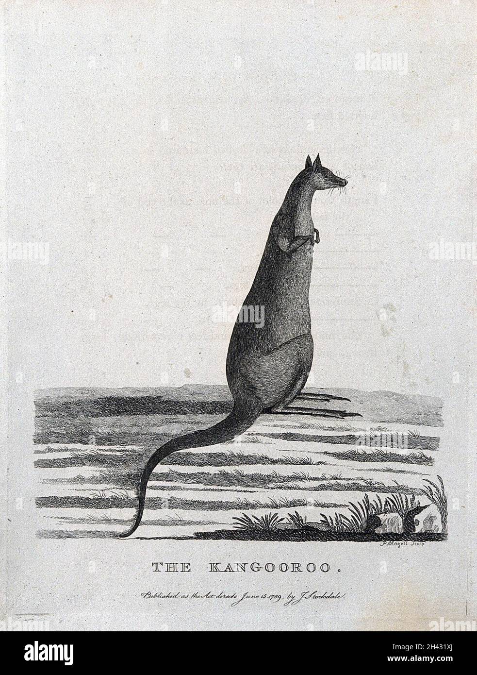 Kangaroo posture hi-res stock photography and images - Alamy