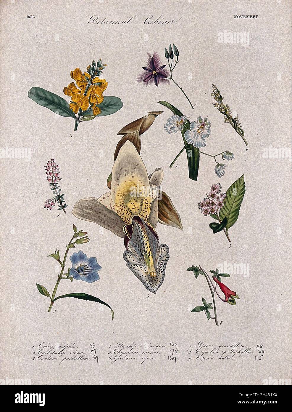 Nine flowering plants, including three orchids. Coloured transfer ...