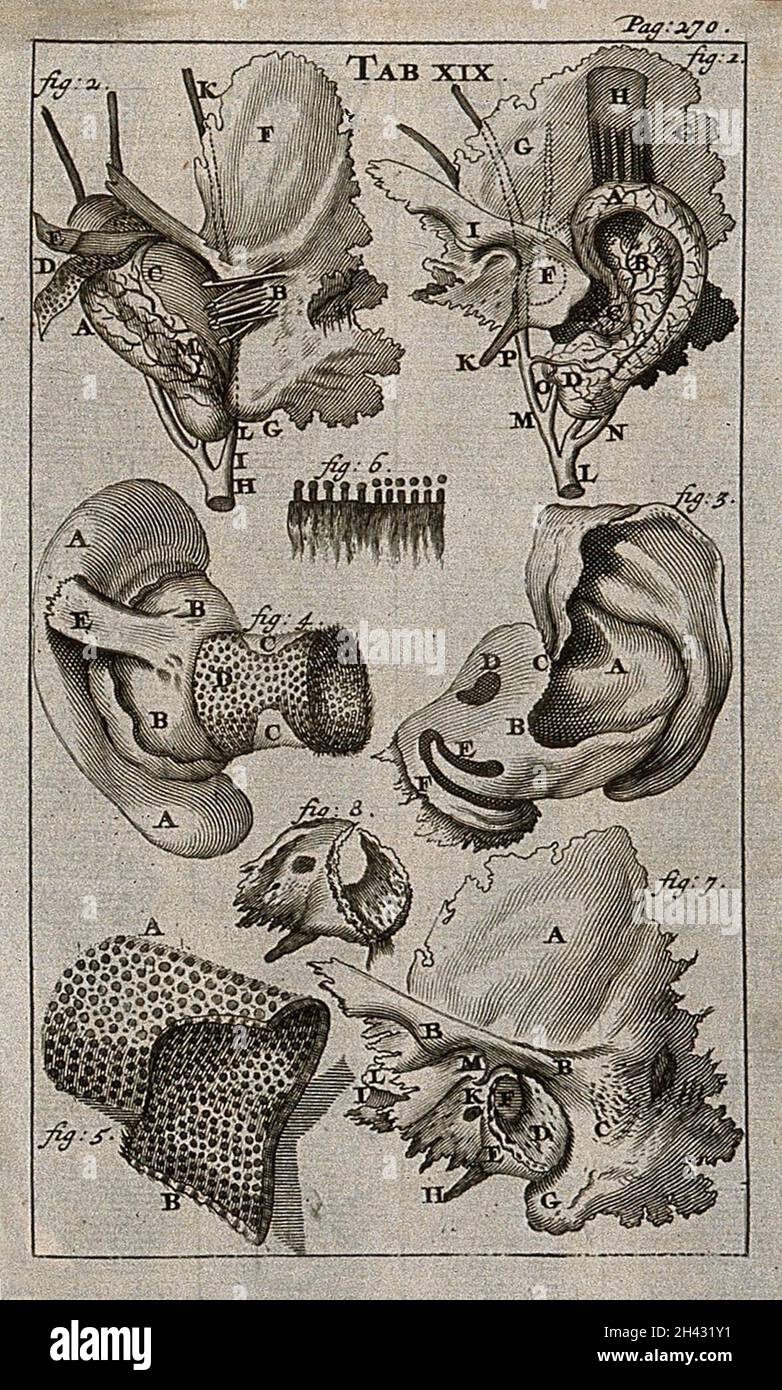 The anatomy of the ear. Engraving, 1686 Stock Photo - Alamy