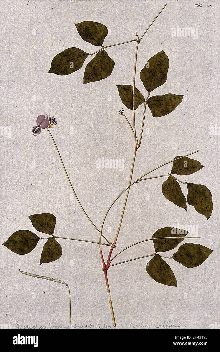 A plant (Vigna sp.) related to the cowpea: flowering stem with separate ...