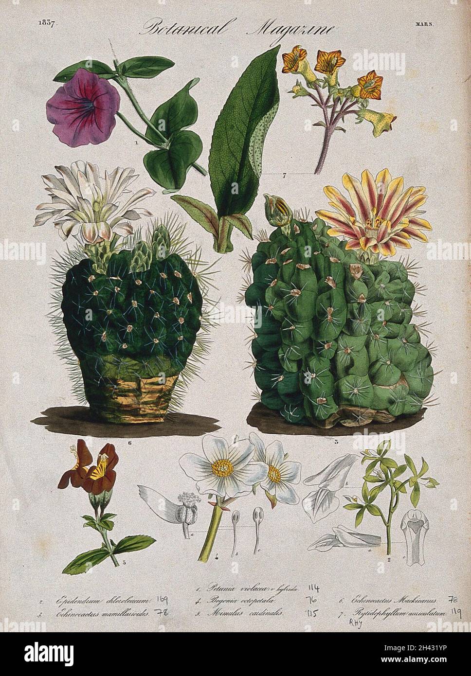 Seven plants, including two cacti (Echinocactus species): flowering ...