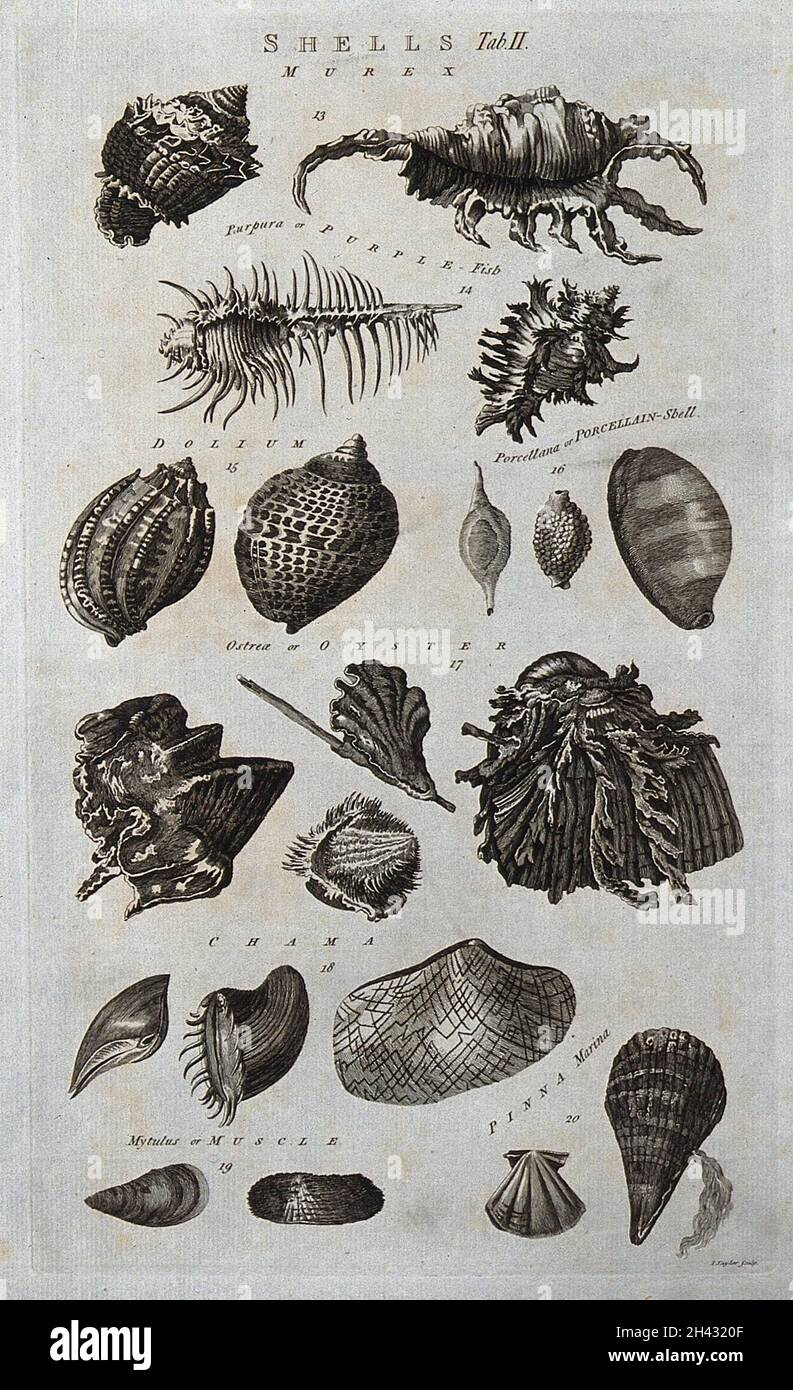 A variety of shells, including porcellain shells, oyster shells and ...