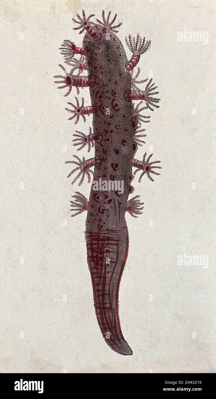 A marine animal (coelenterate). Coloured etching Stock Photo - Alamy