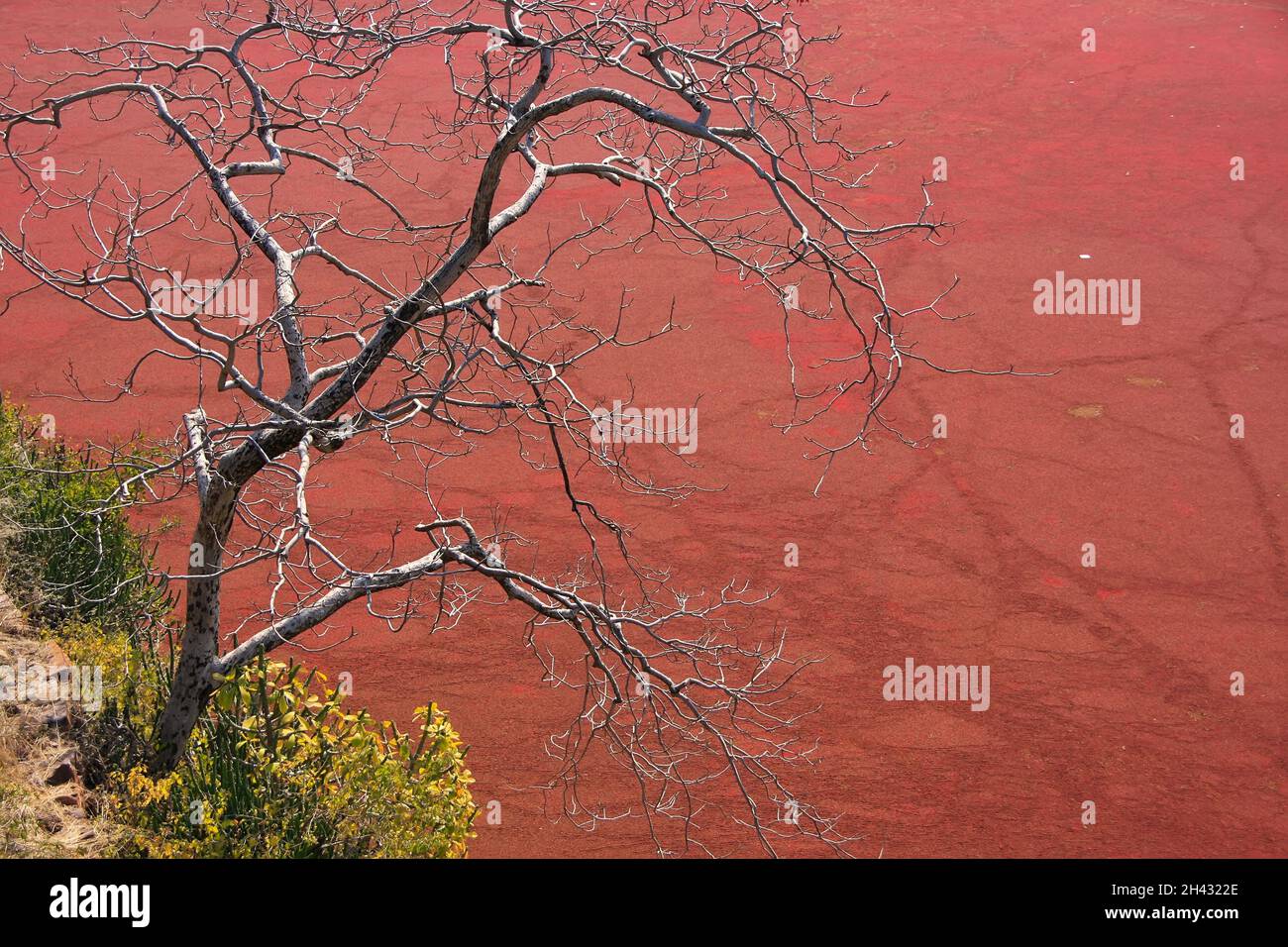 Tree without leaves against red pond, Ranthambore Fort, Rajasthan ...